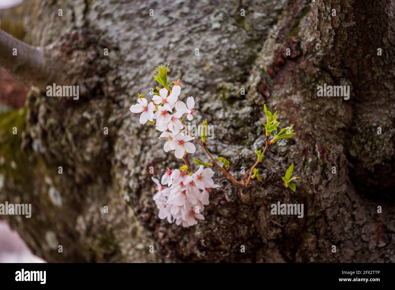 Blossoms sprout hi-res stock photography and images - Alamy