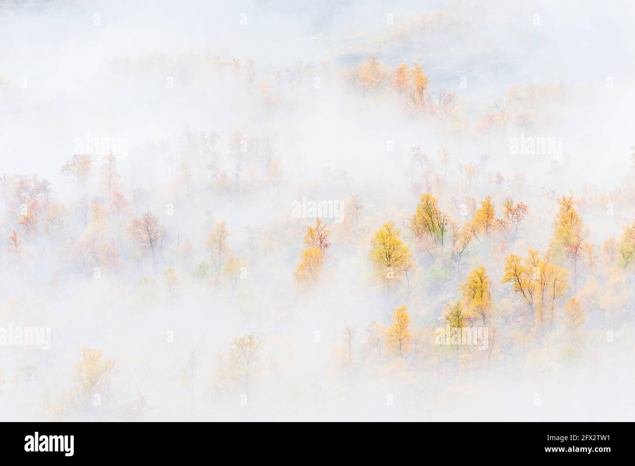 Autumn foliage trees mist hi-res stock photography and images - Alamy