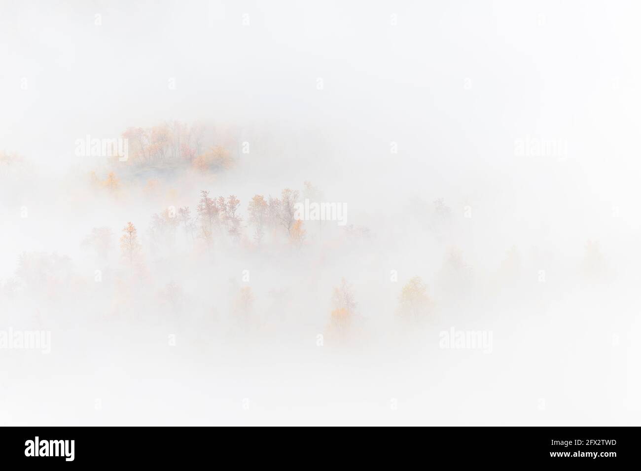 Mist at forest with autumn colors Stock Photo - Alamy