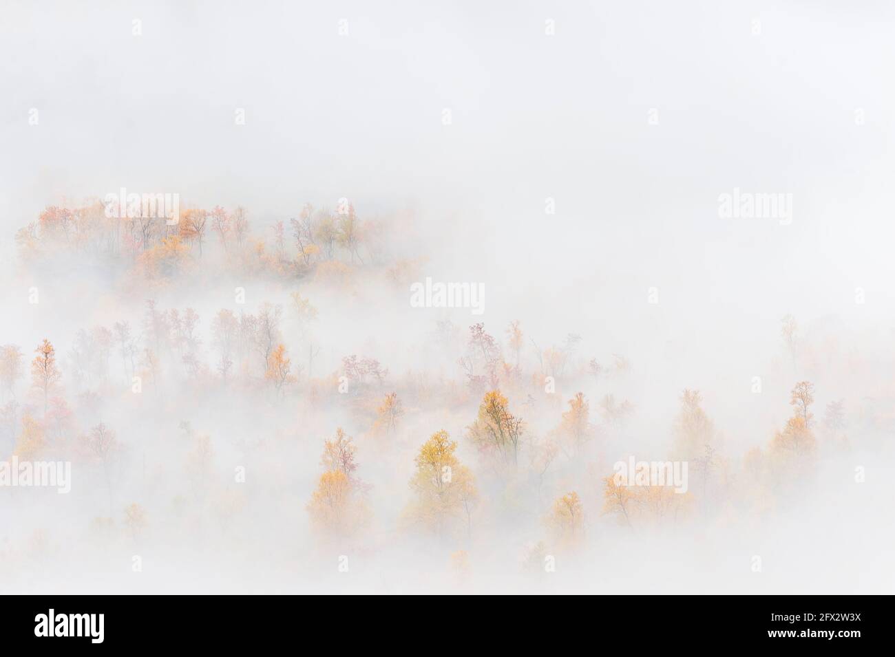 Autumn foliage trees mist hi-res stock photography and images - Alamy