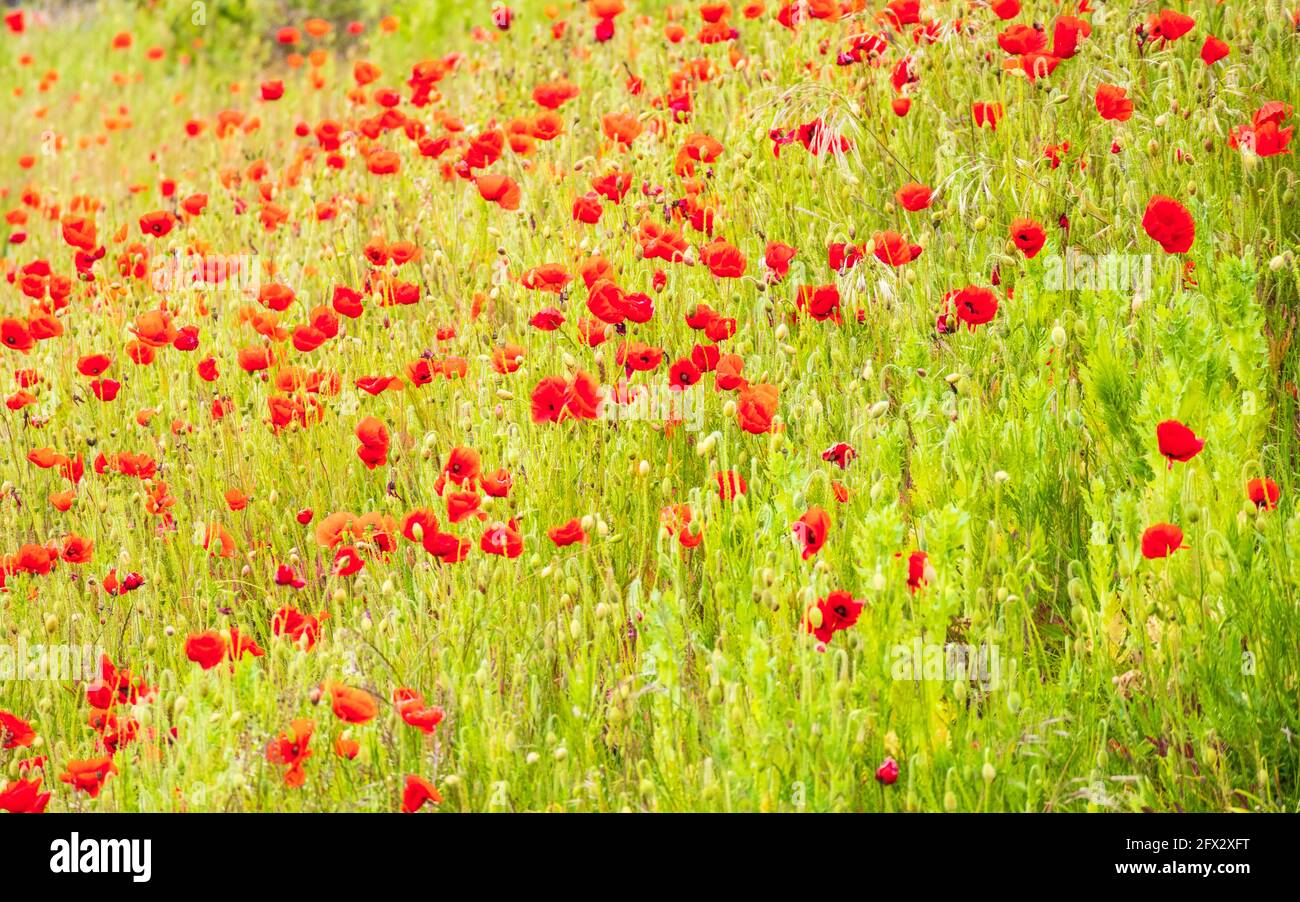 Masses of Field Poppies on Seafront at Westcliff-on-Sea Stock Photo - Alamy