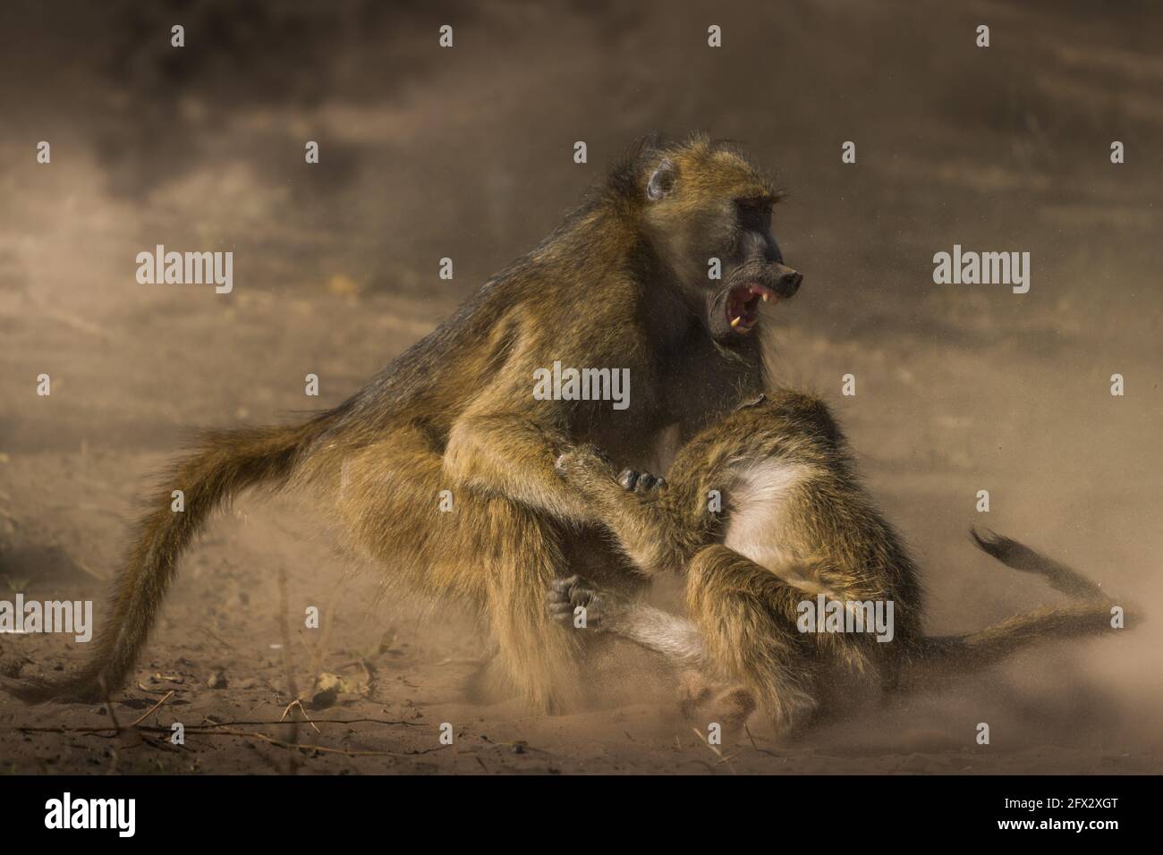 The eldest monkey holds the youngling down and begins to open his jaw ...