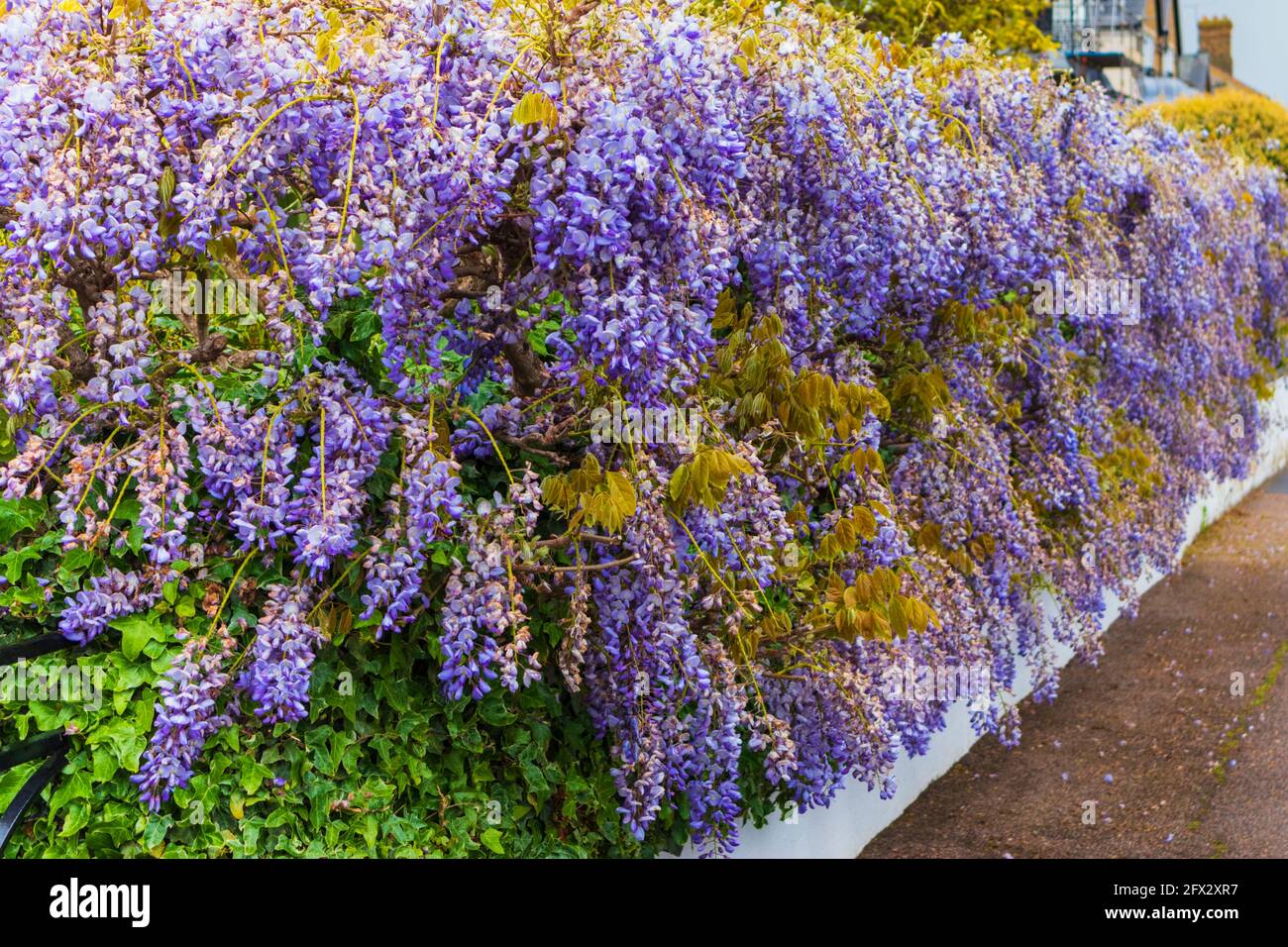 Dense Hedge of Colourful Wisteria Stock Photo - Alamy