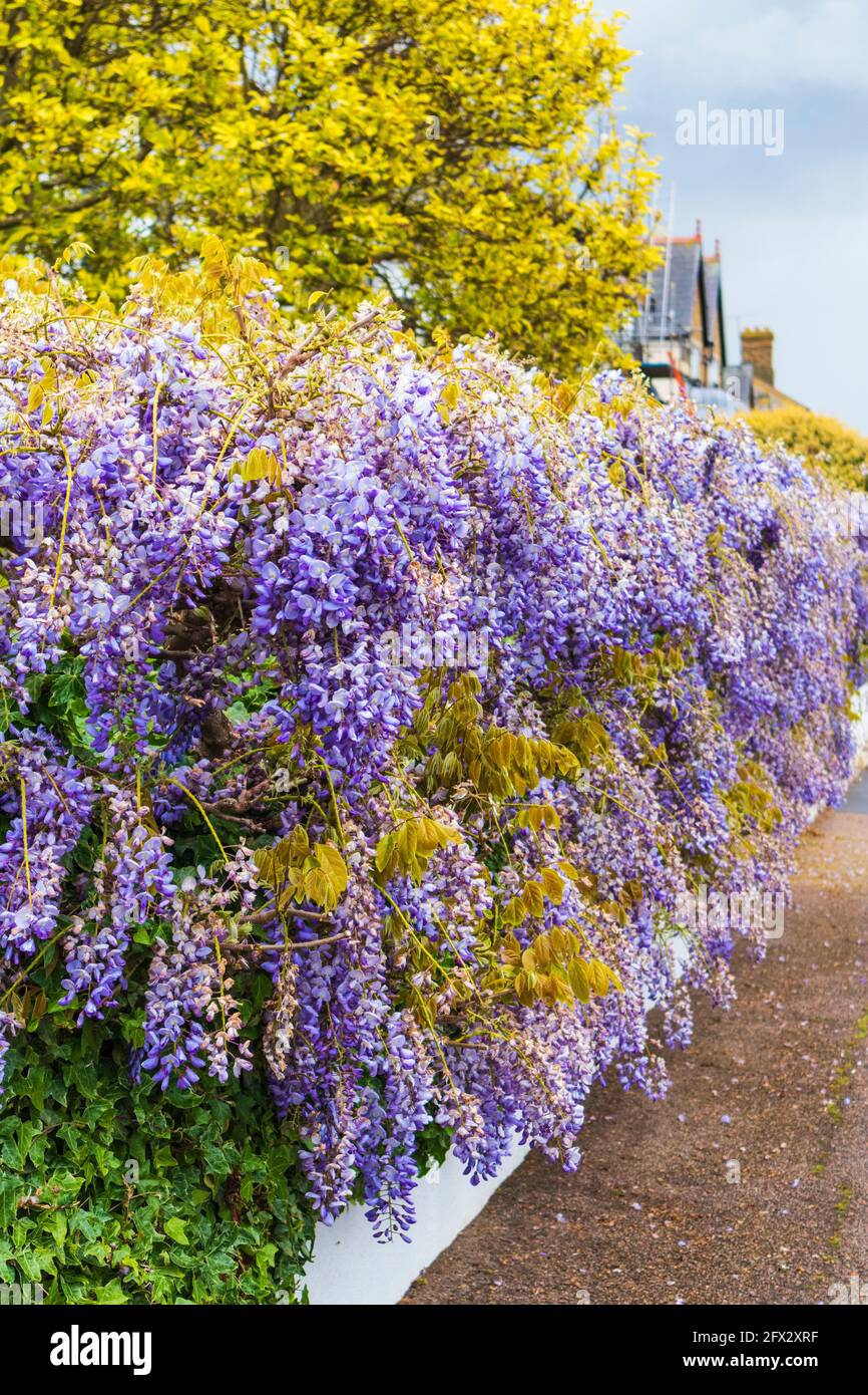 Seaside hedge hi-res stock photography and images - Alamy