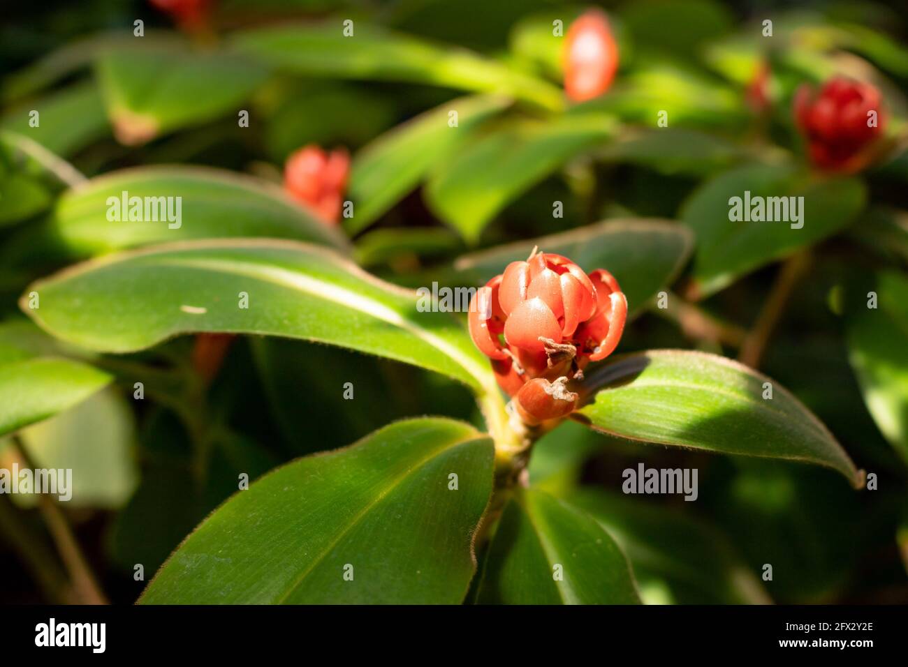 Beautiful red bud of Ginger Red Button ,Costus woodsonii Stock Photo ...