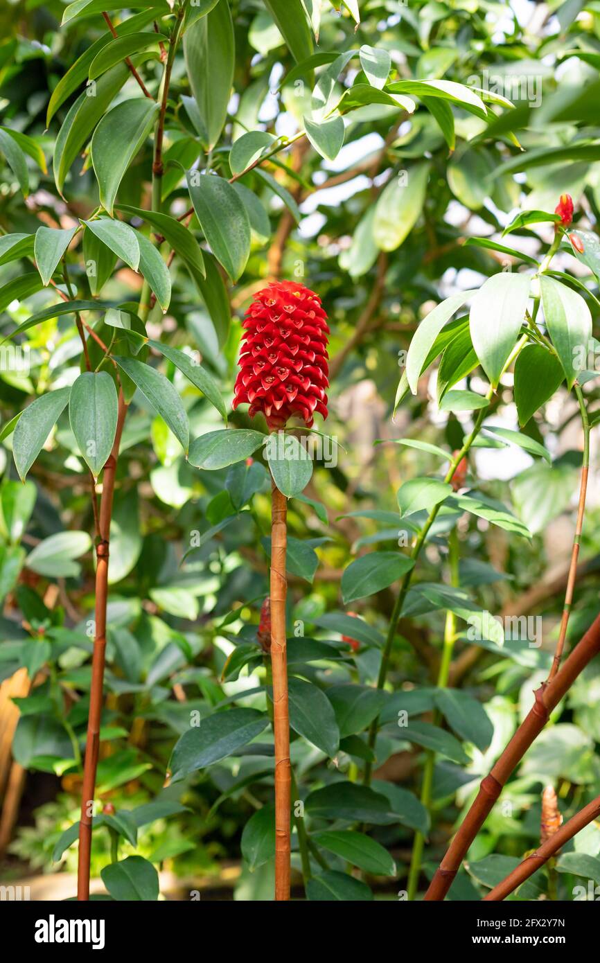 Beautiful red bud of Ginger Red Button ,Costus woodsonii Stock Photo ...