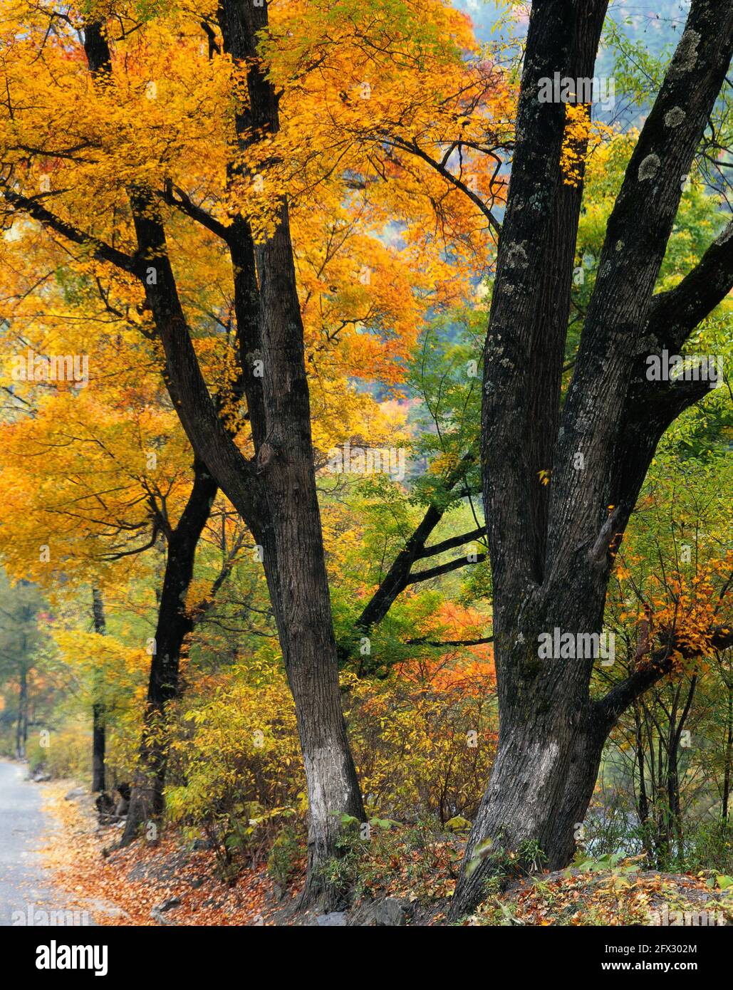 Mountain green water sunny river jungle hd background picture Stock ...