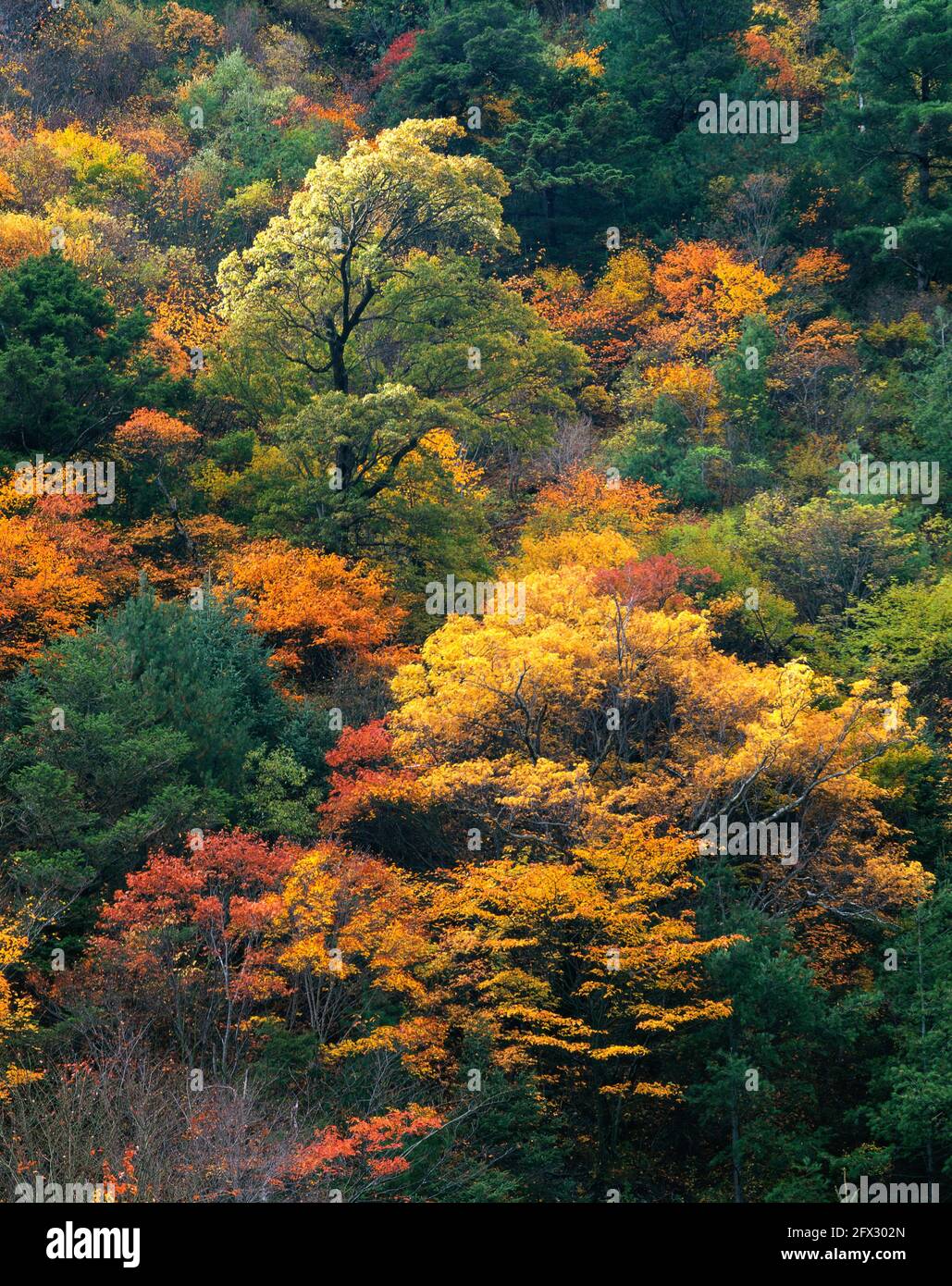 Mountain green water sunny river jungle hd background picture Stock ...