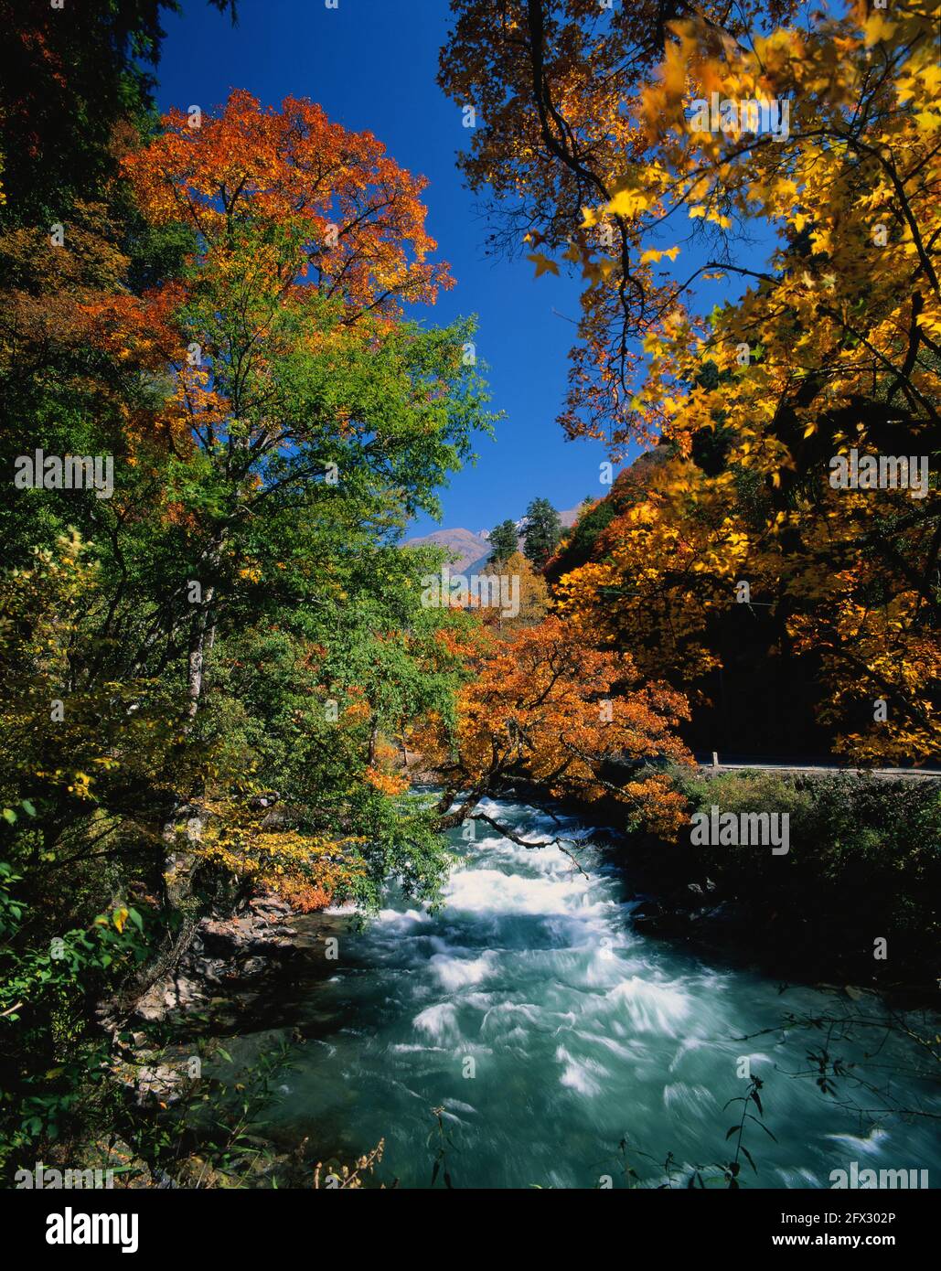 Mountain green water sunny river jungle hd background picture Stock ...