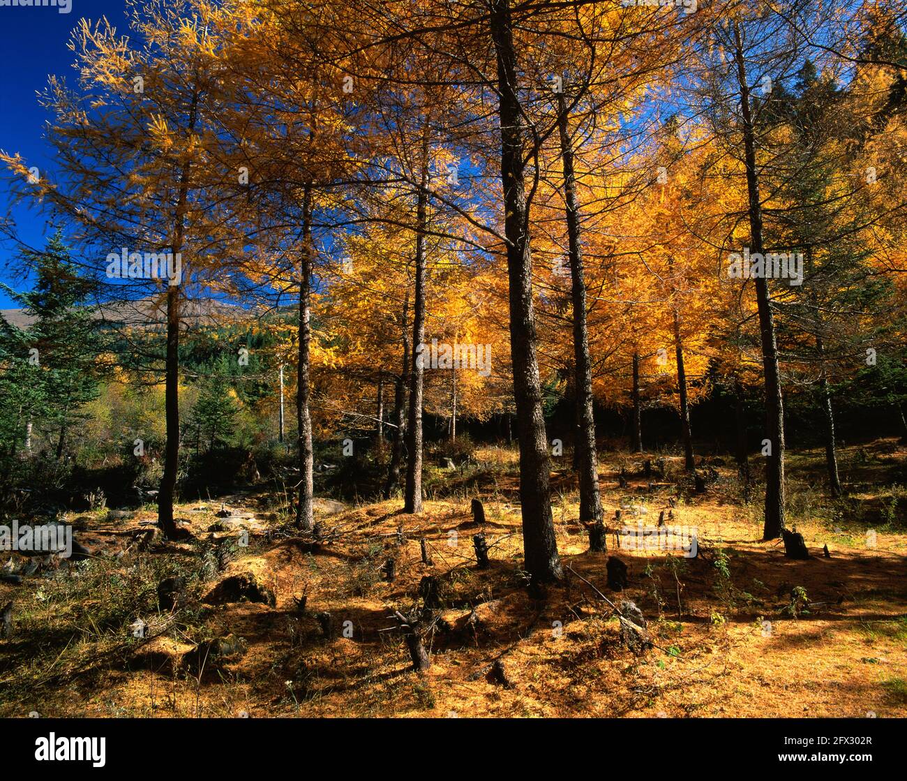 Mountain green water sunny river jungle hd background picture Stock ...