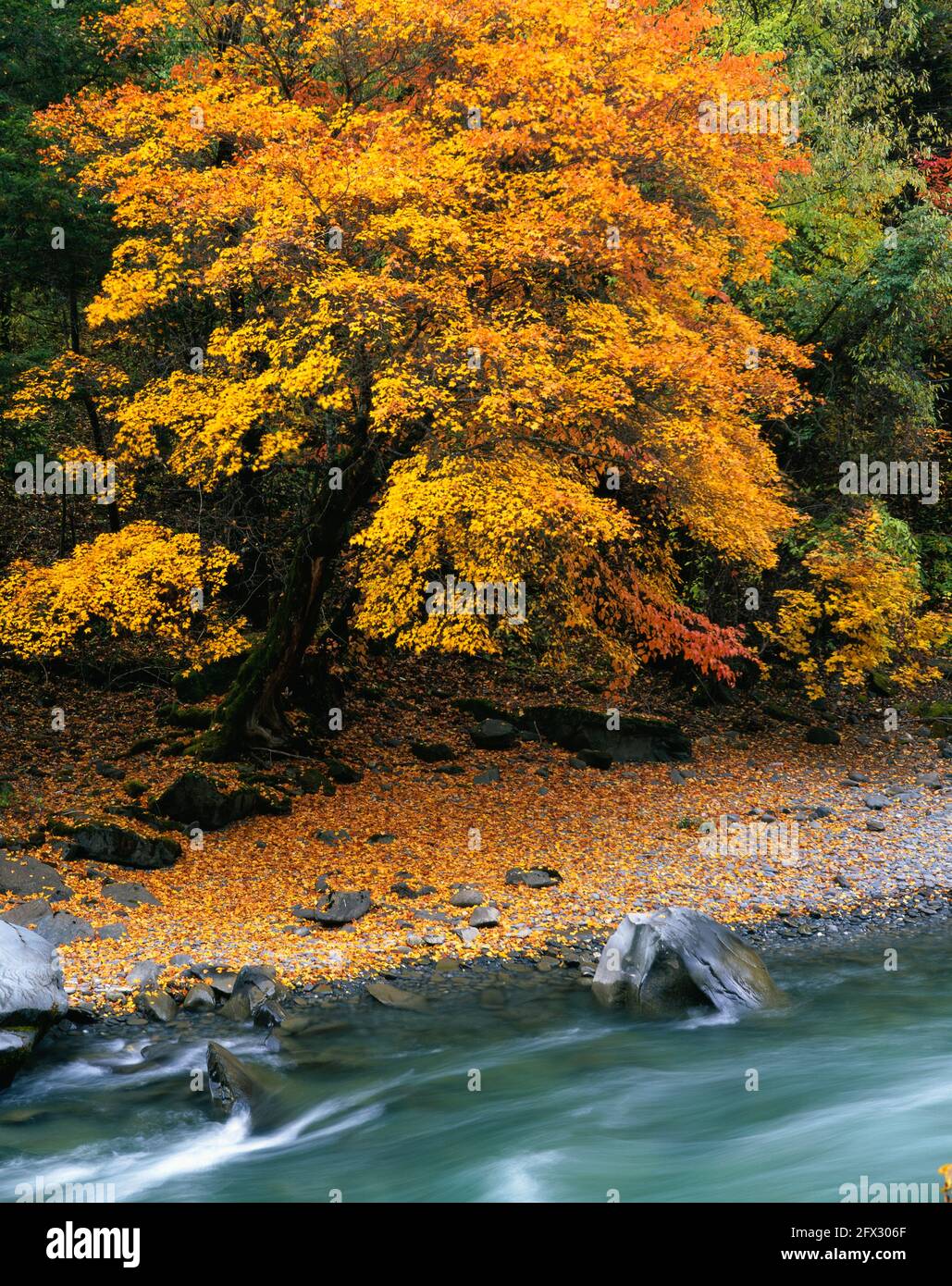 Mountain green water sunny river jungle hd background picture Stock ...