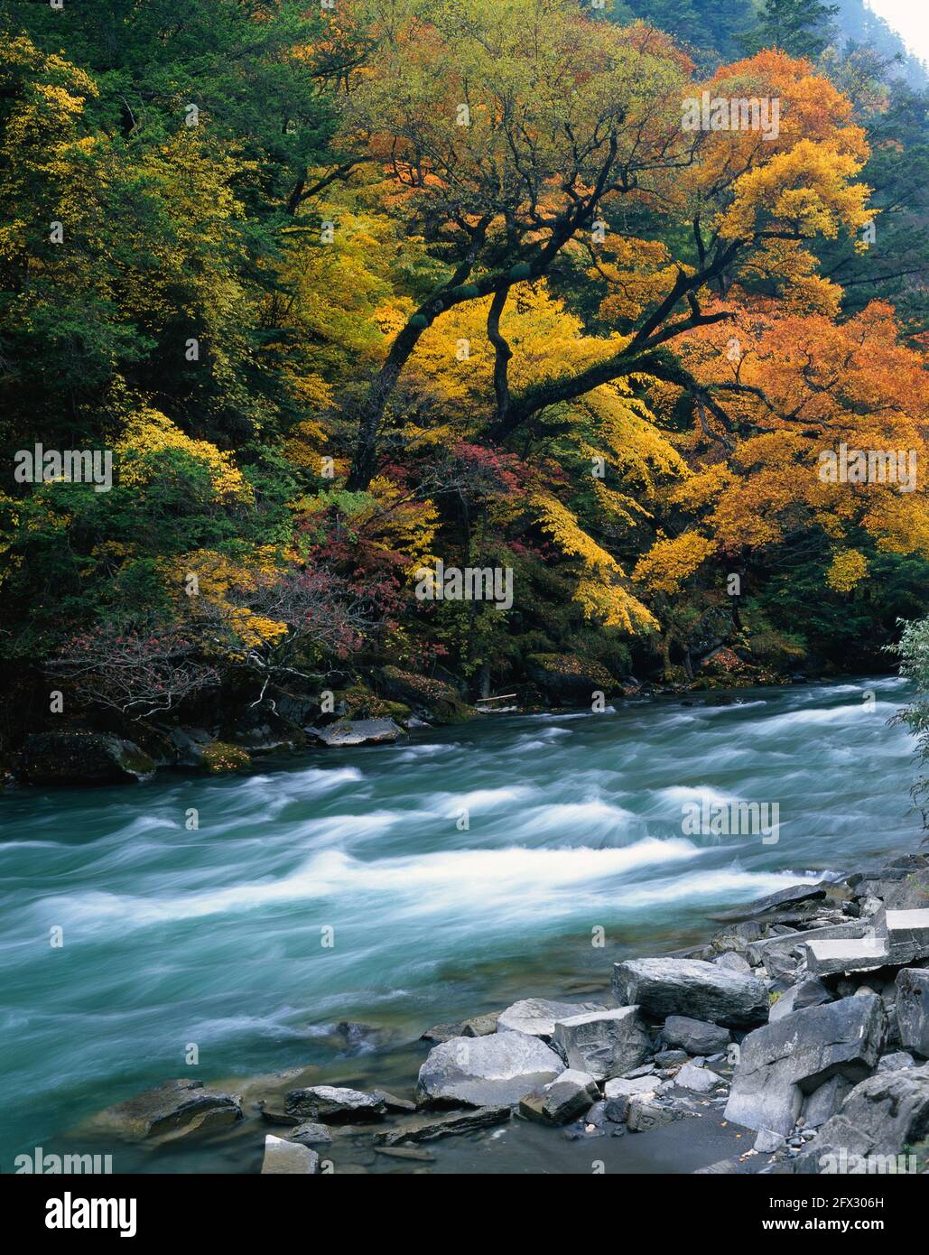 Mountain green water sunny river jungle hd background picture Stock ...