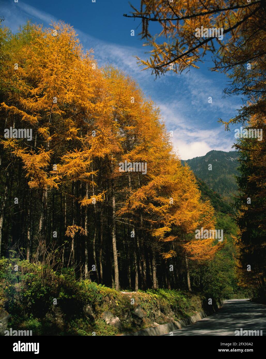 Mountain green water sunny river jungle hd background picture Stock ...