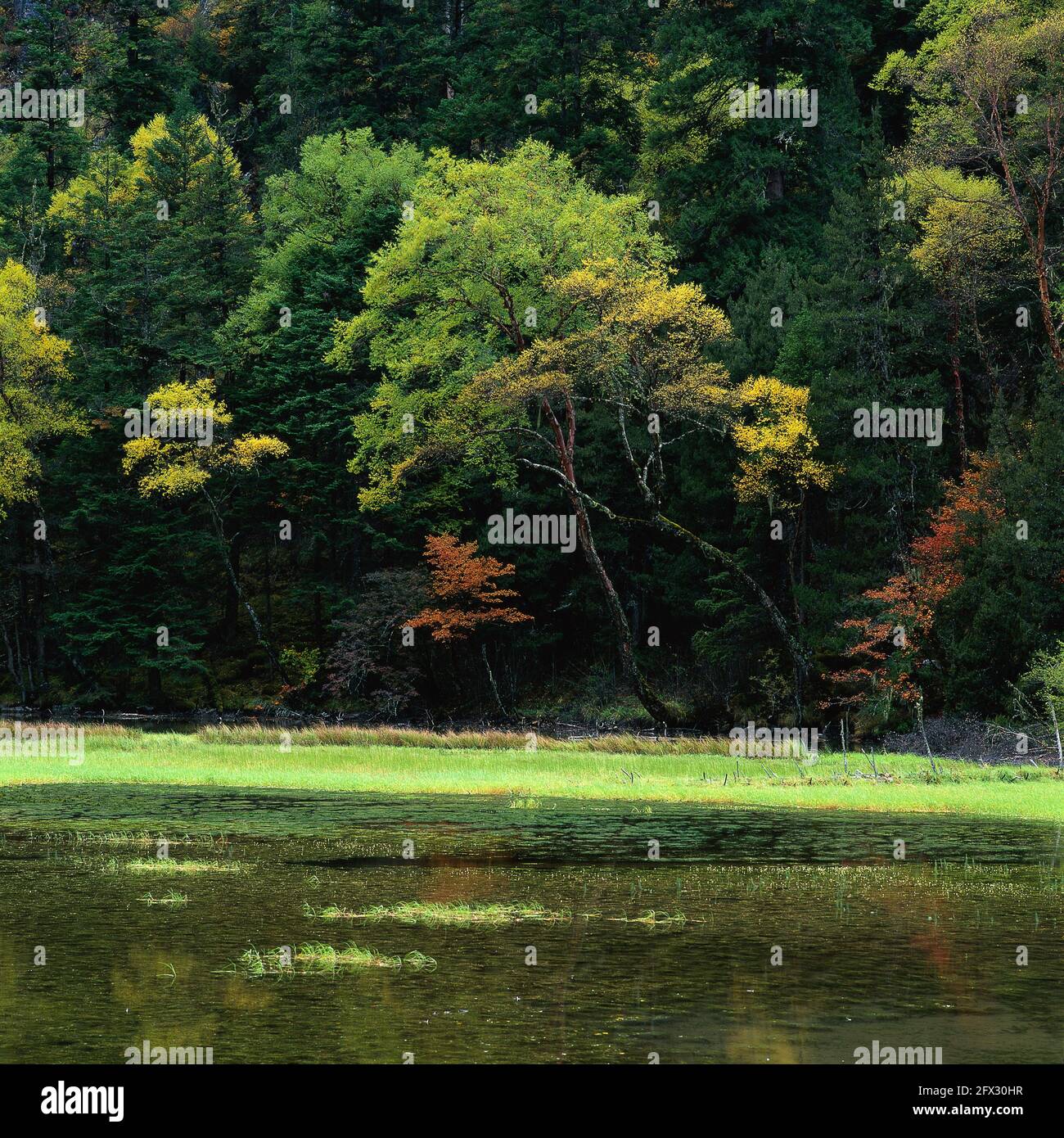 Mountain green water sunny river jungle hd background picture Stock ...