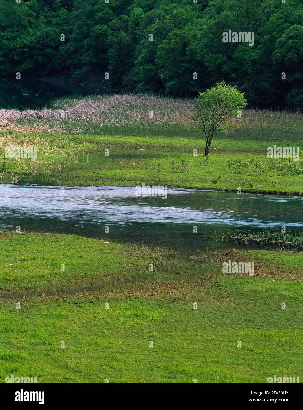 Mountain green water sunny river jungle hd background picture Stock ...