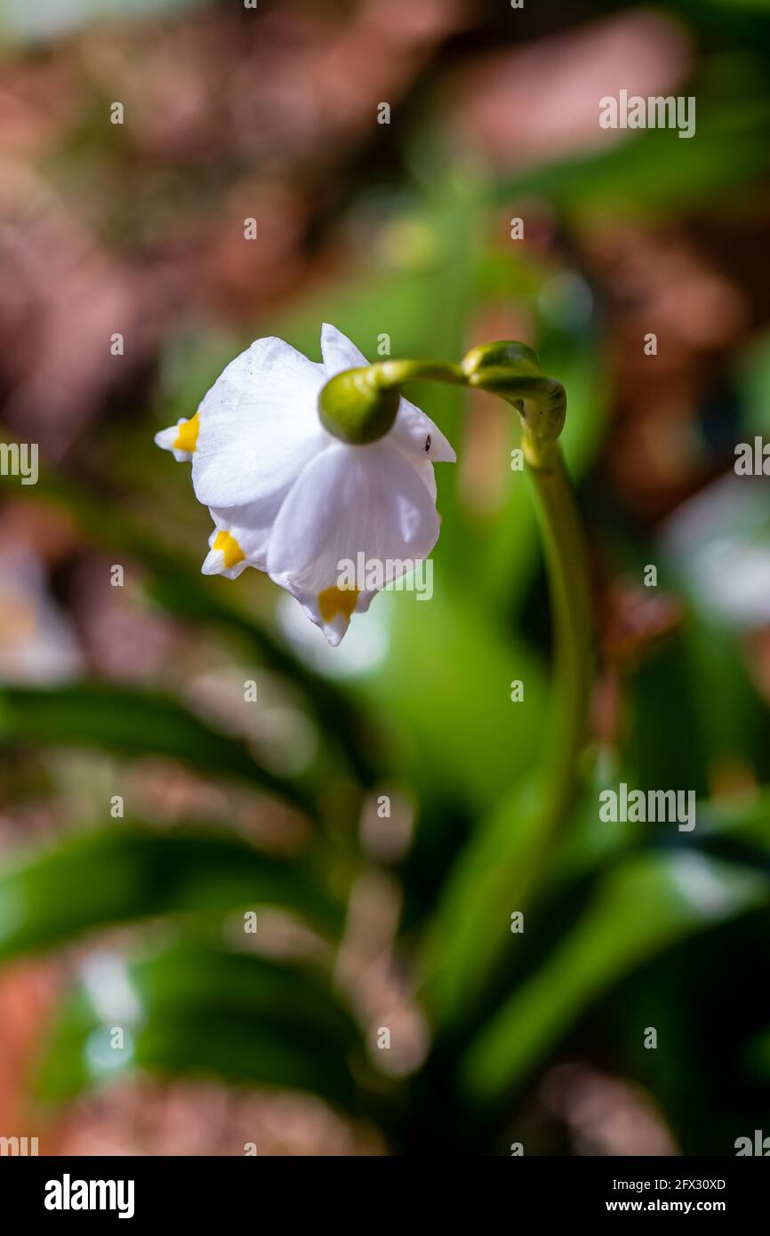 Snowflake details hi-res stock photography and images - Alamy