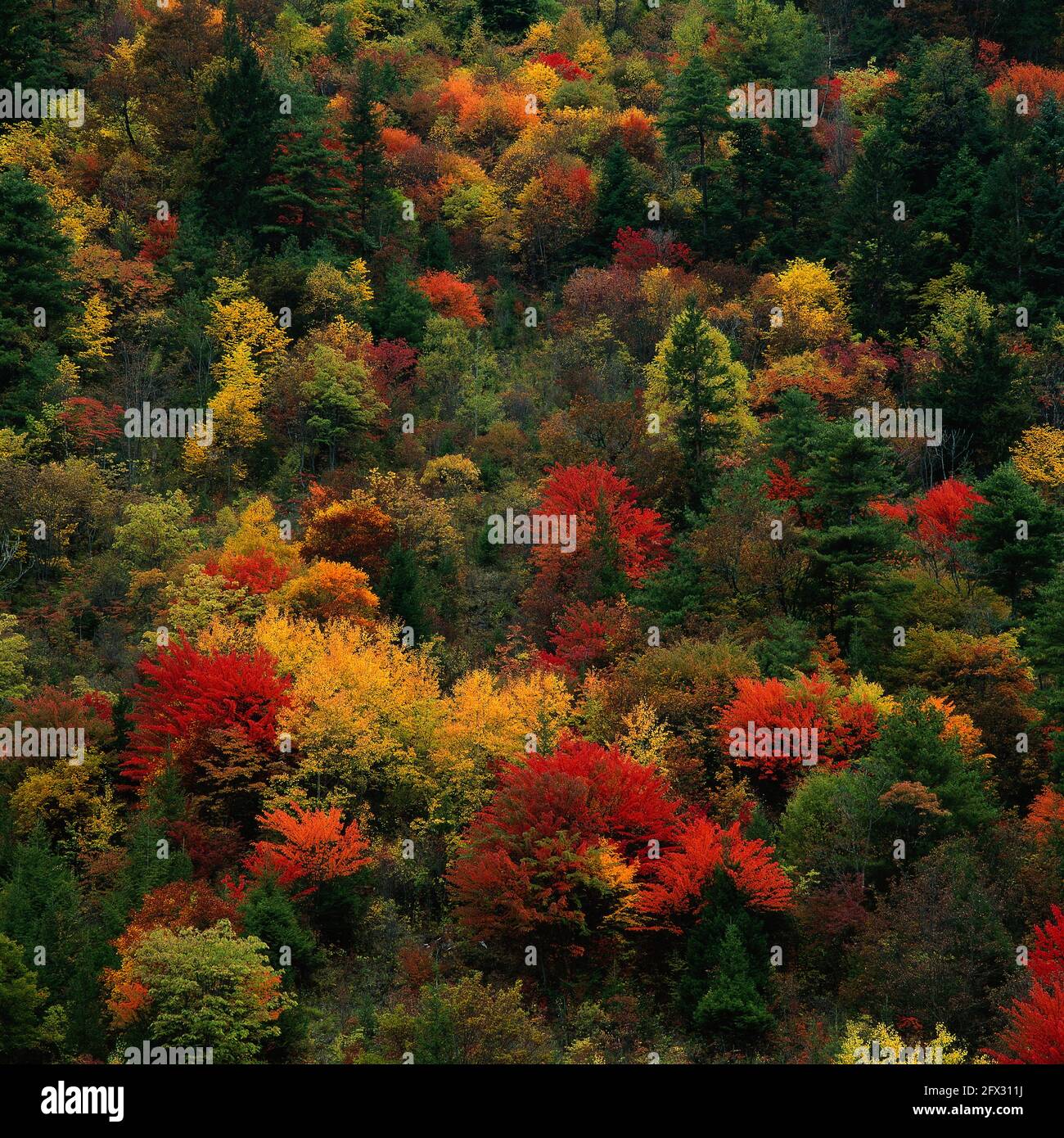 Mountain green water sunny river jungle hd background picture Stock ...