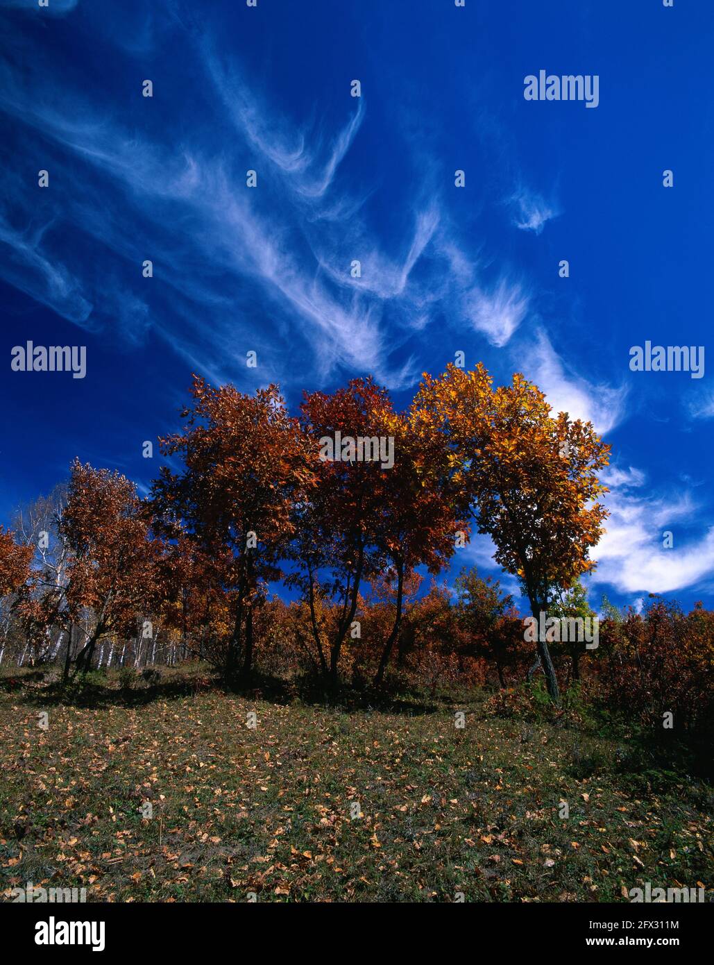 Mountain green water sunny river jungle hd background picture Stock ...