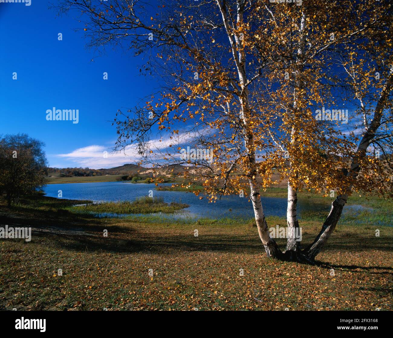 Mountain green water sunny river jungle hd background picture Stock ...