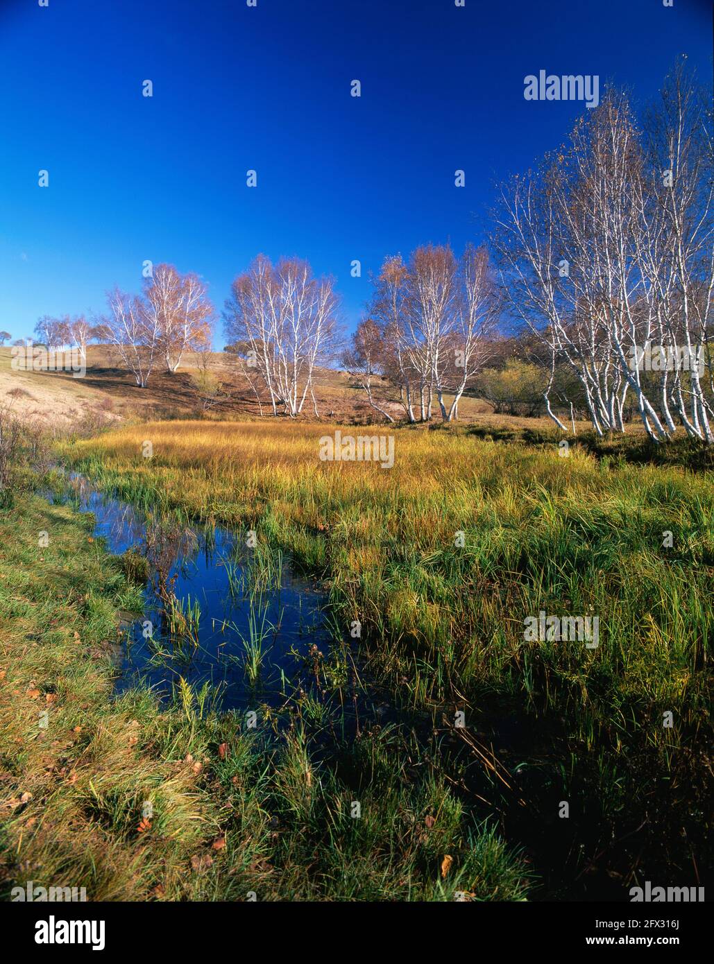 Mountain green water sunny river jungle hd background picture Stock ...