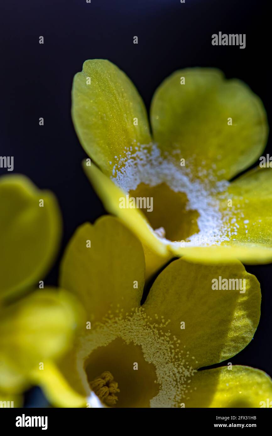 Auricula bears ear primula hi-res stock photography and images - Alamy