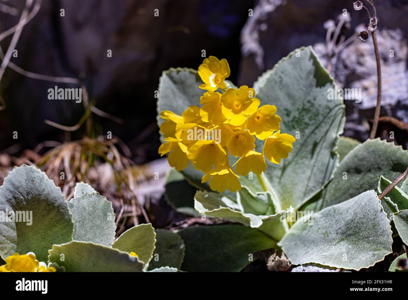 Auricula bears ear primula hi-res stock photography and images - Alamy