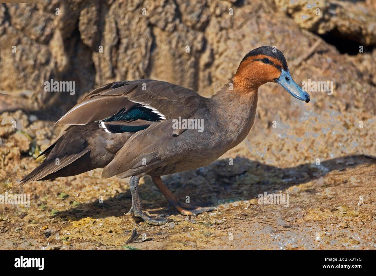 A Philippine Duck, Anas luzonica, relaxing on shore Stock Photo - Alamy