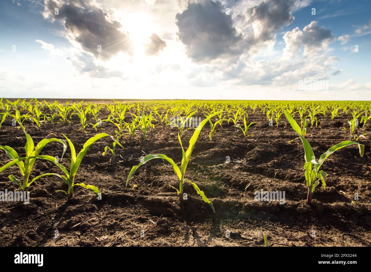 Open corn field at sunset.Corn field Stock Photo - Alamy