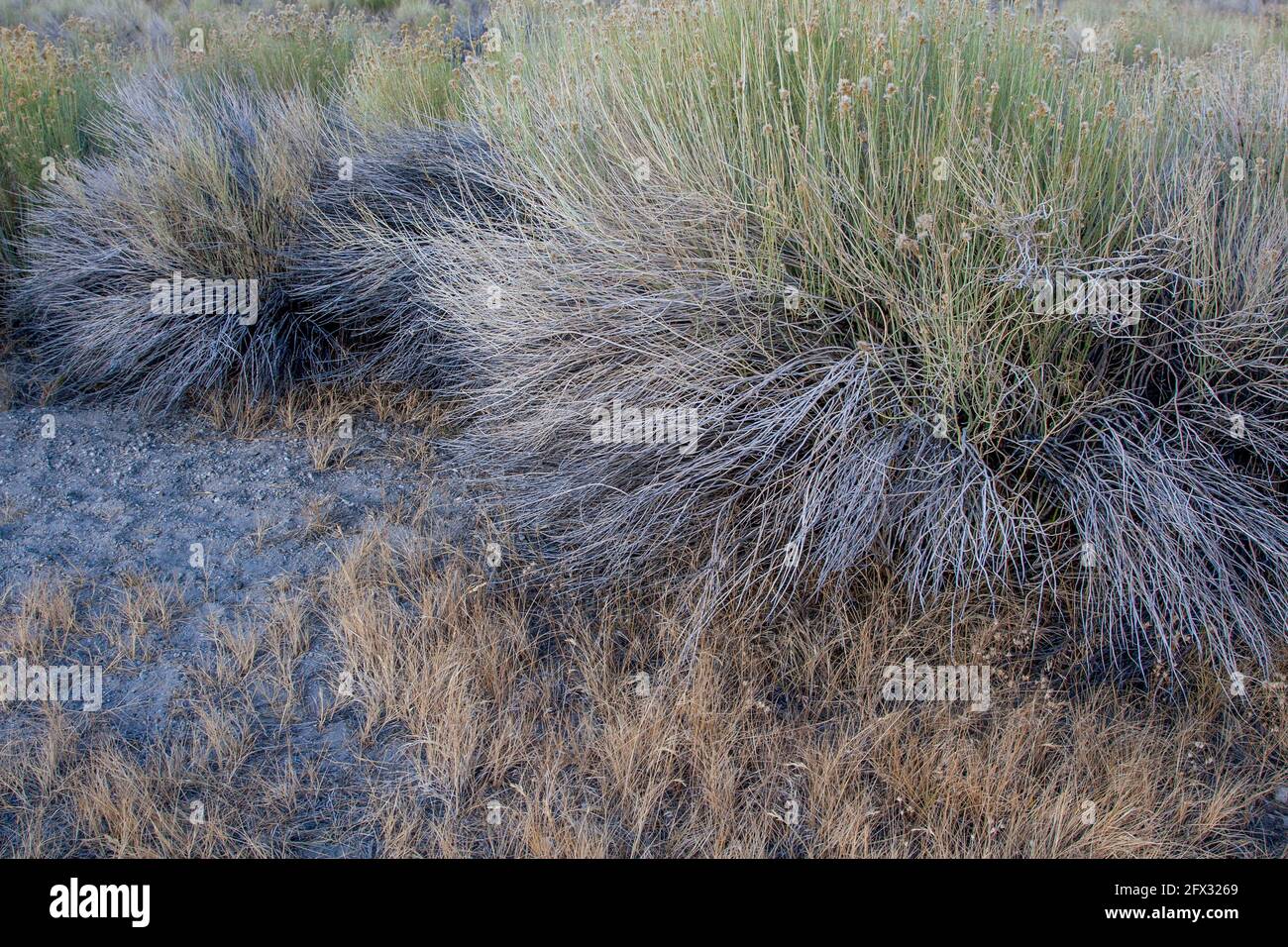 Landscape around mono lake hi-res stock photography and images - Alamy