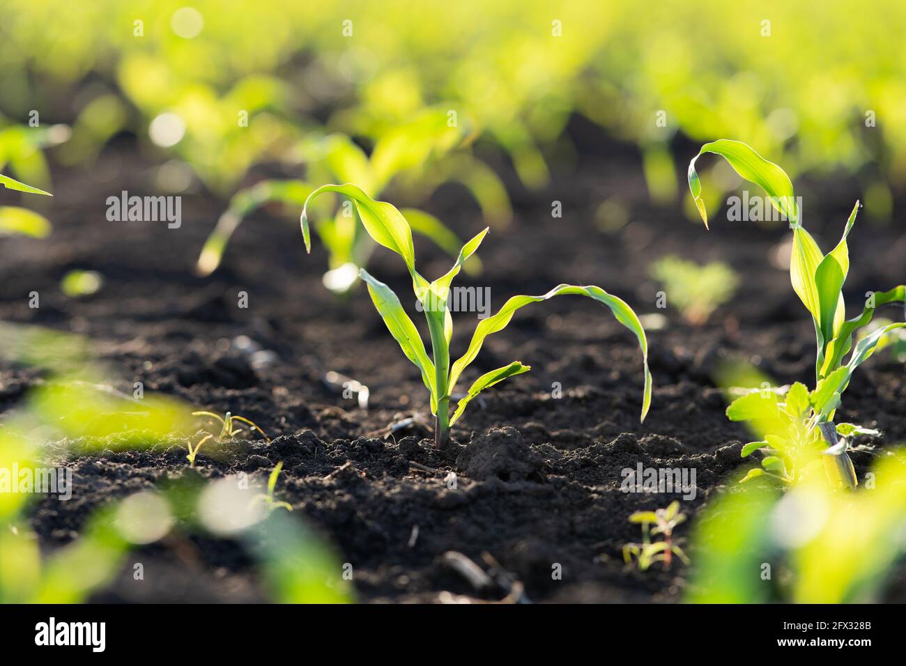 Open corn field at sunset.Corn field Stock Photo - Alamy