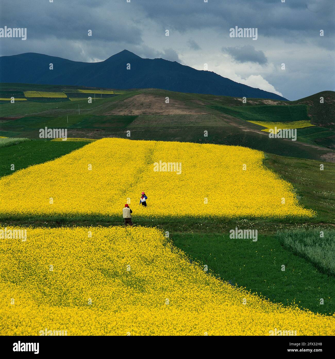 Mountain green water sunny river jungle hd background picture Stock ...