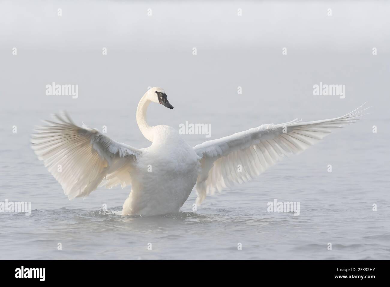 Trumpeter swans stretching wings hi-res stock photography and images ...