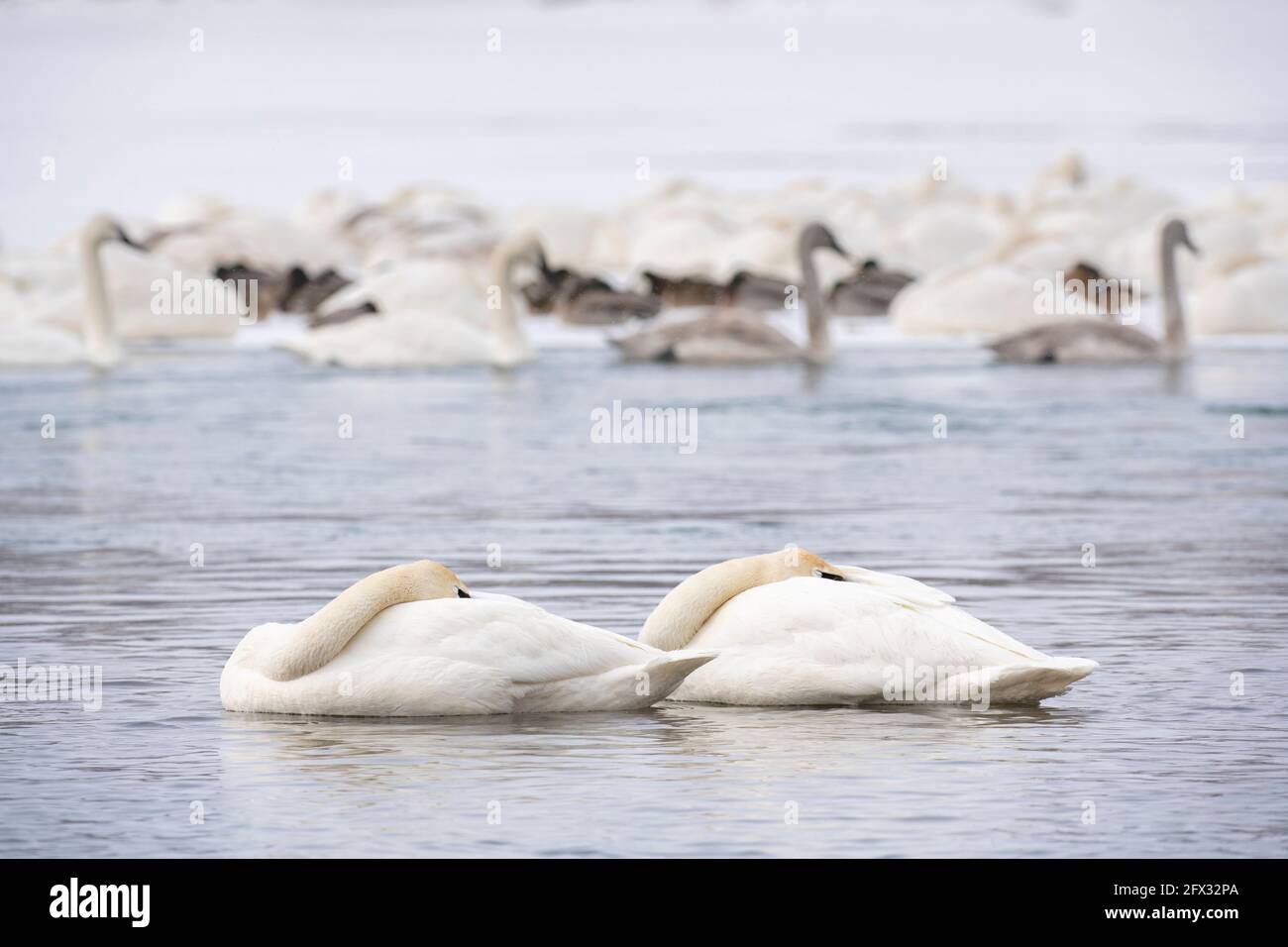 Curled up sleeping swan hi-res stock photography and images - Alamy