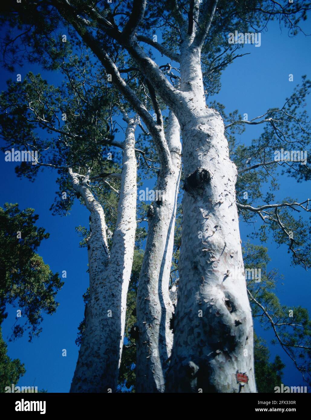 Mountain green water sunny river jungle hd background picture Stock ...