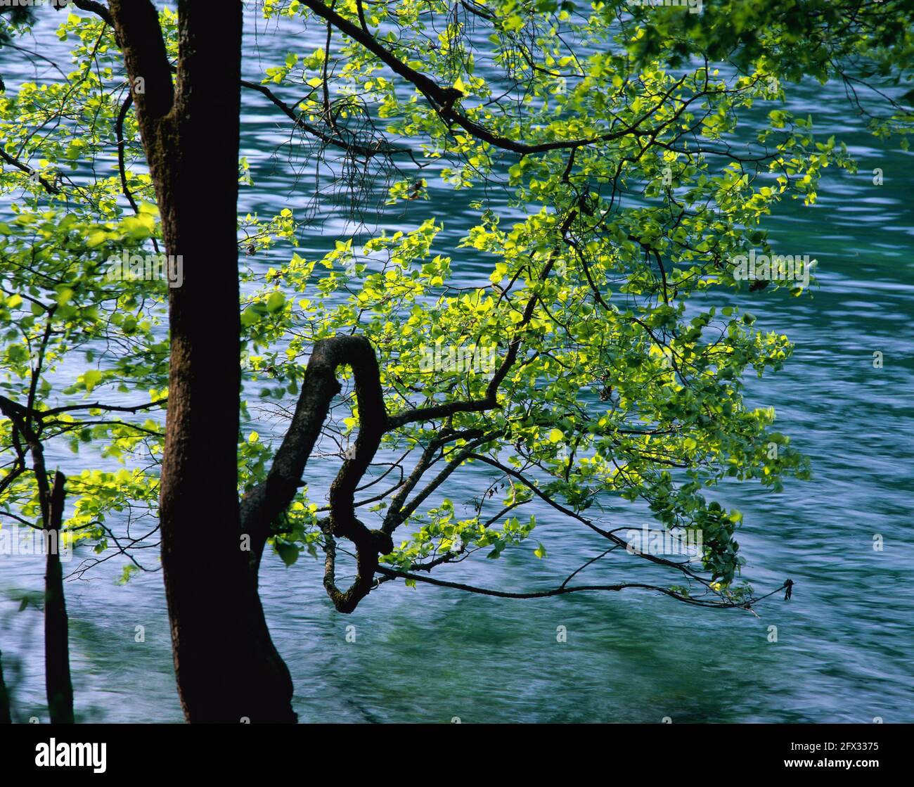 Mountain green water sunny river jungle hd background picture Stock ...