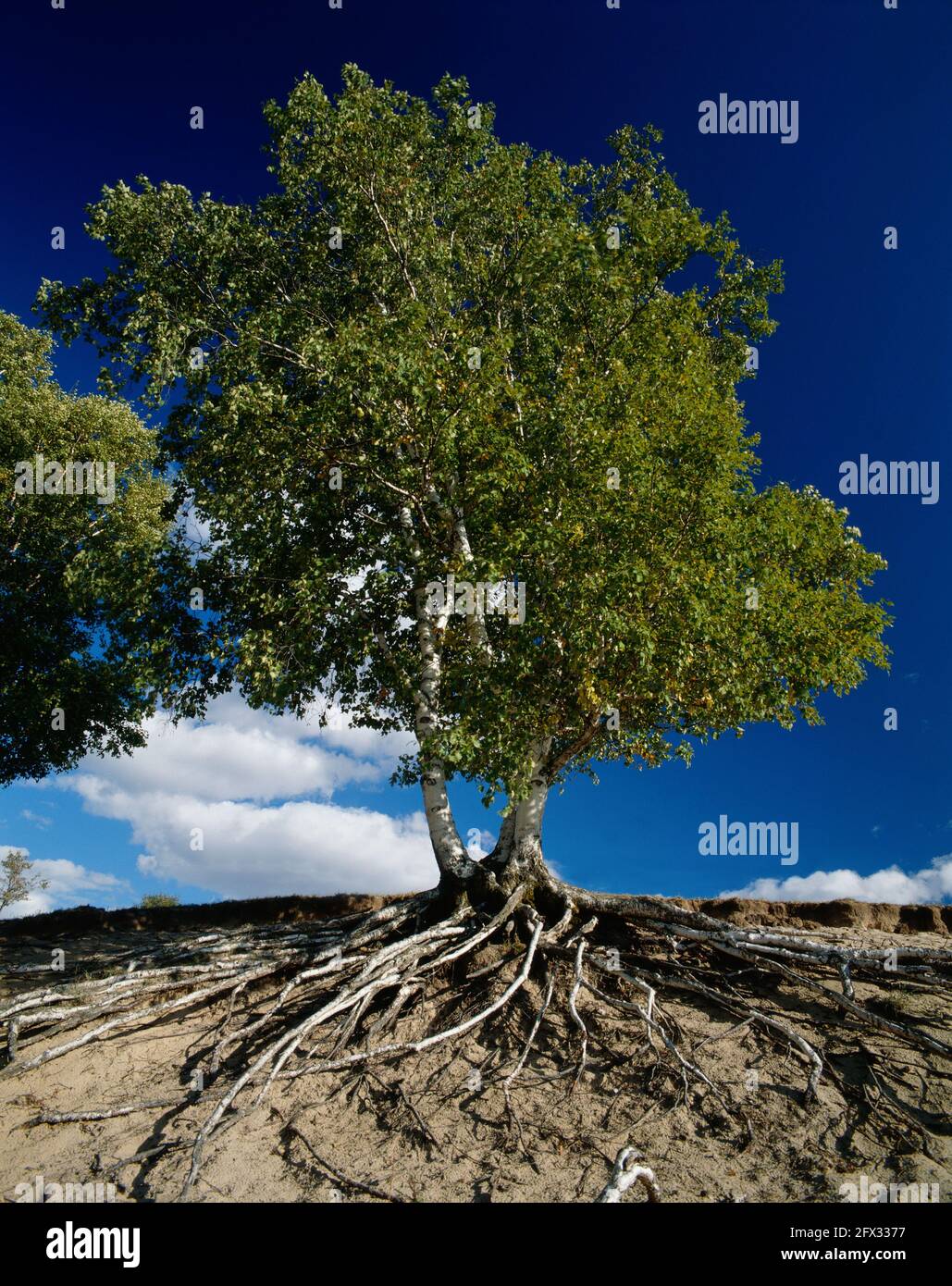 Mountain green water sunny river jungle hd background picture Stock ...