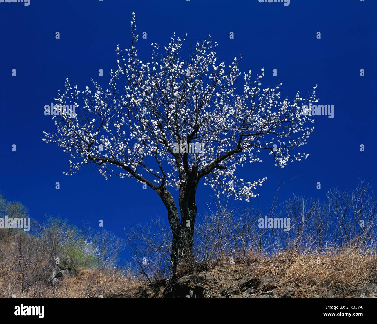 Mountain green water sunny river jungle hd background picture Stock ...
