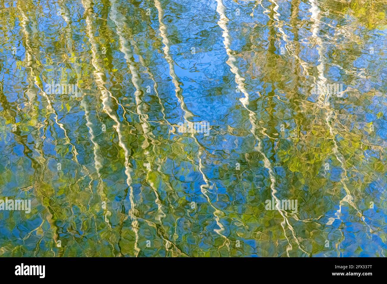 Tree reflections in Thomas Lake, Eagan, Minnesota. Mid-April Stock ...