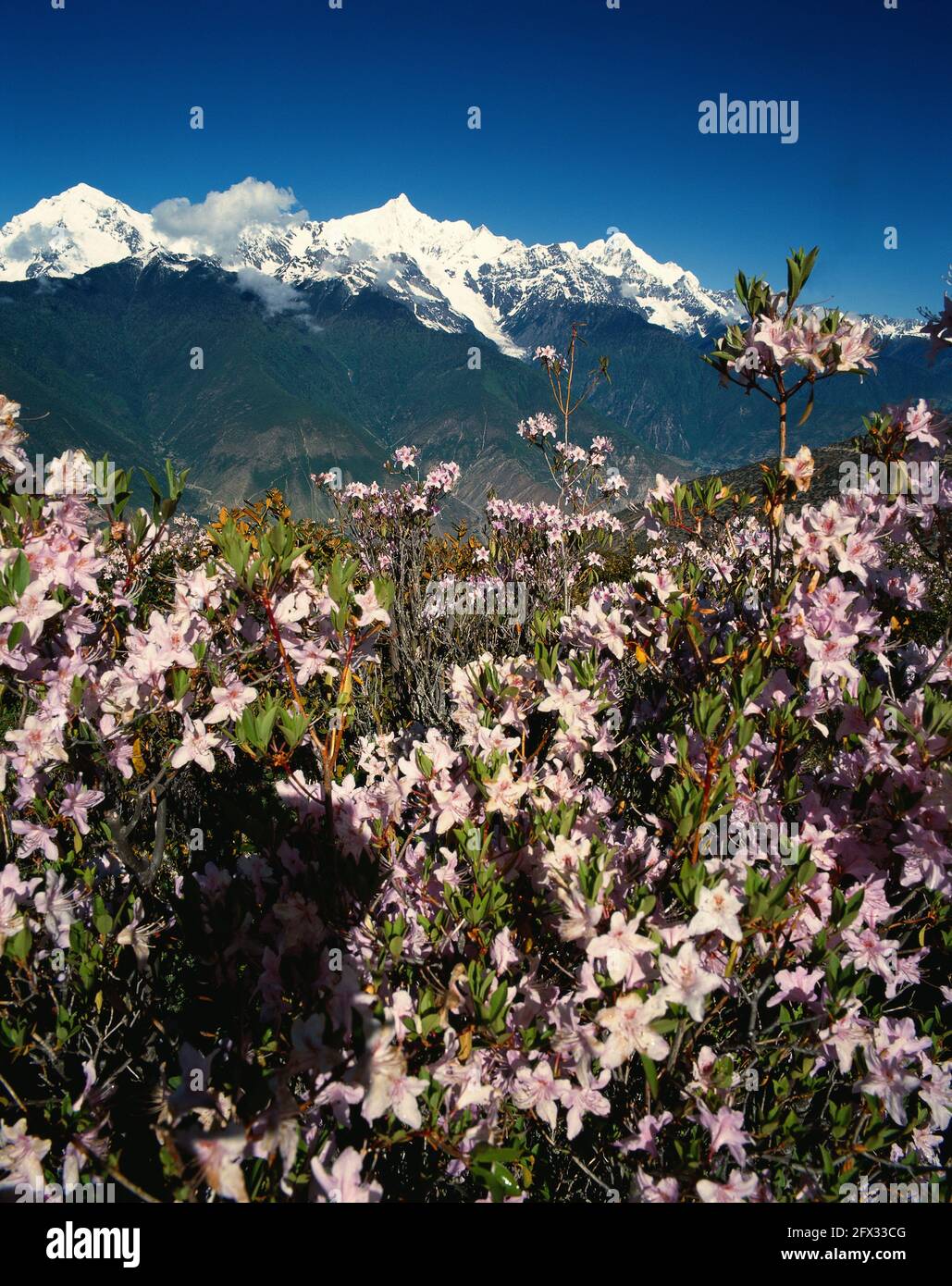 Mountain green water sunny river jungle hd background picture Stock ...