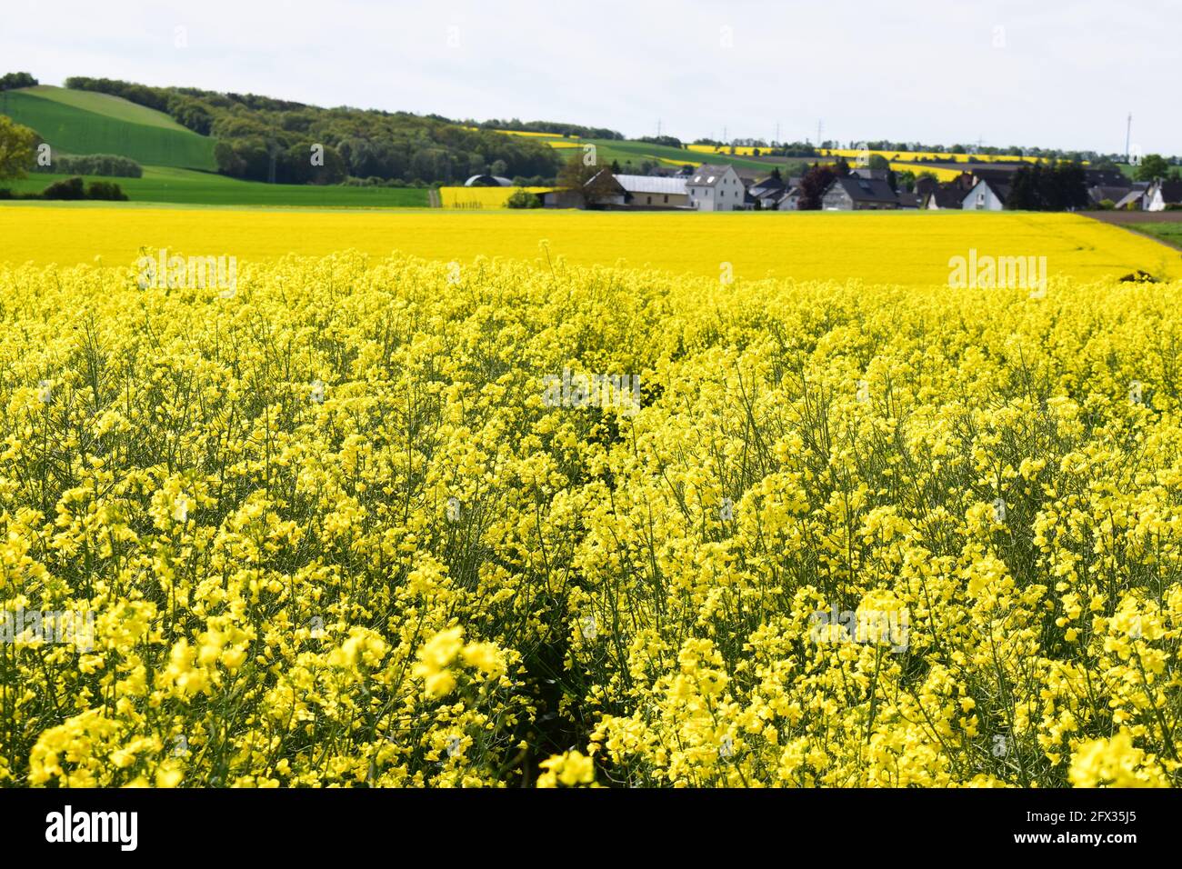 yellow fields in the Eifel during spring Stock Photo - Alamy