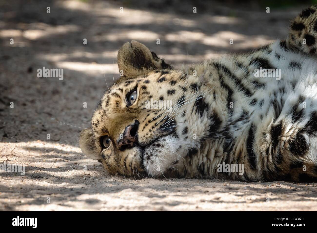 Adult Amur leopard, Panthera pardus orientalis, rests in dappled ...