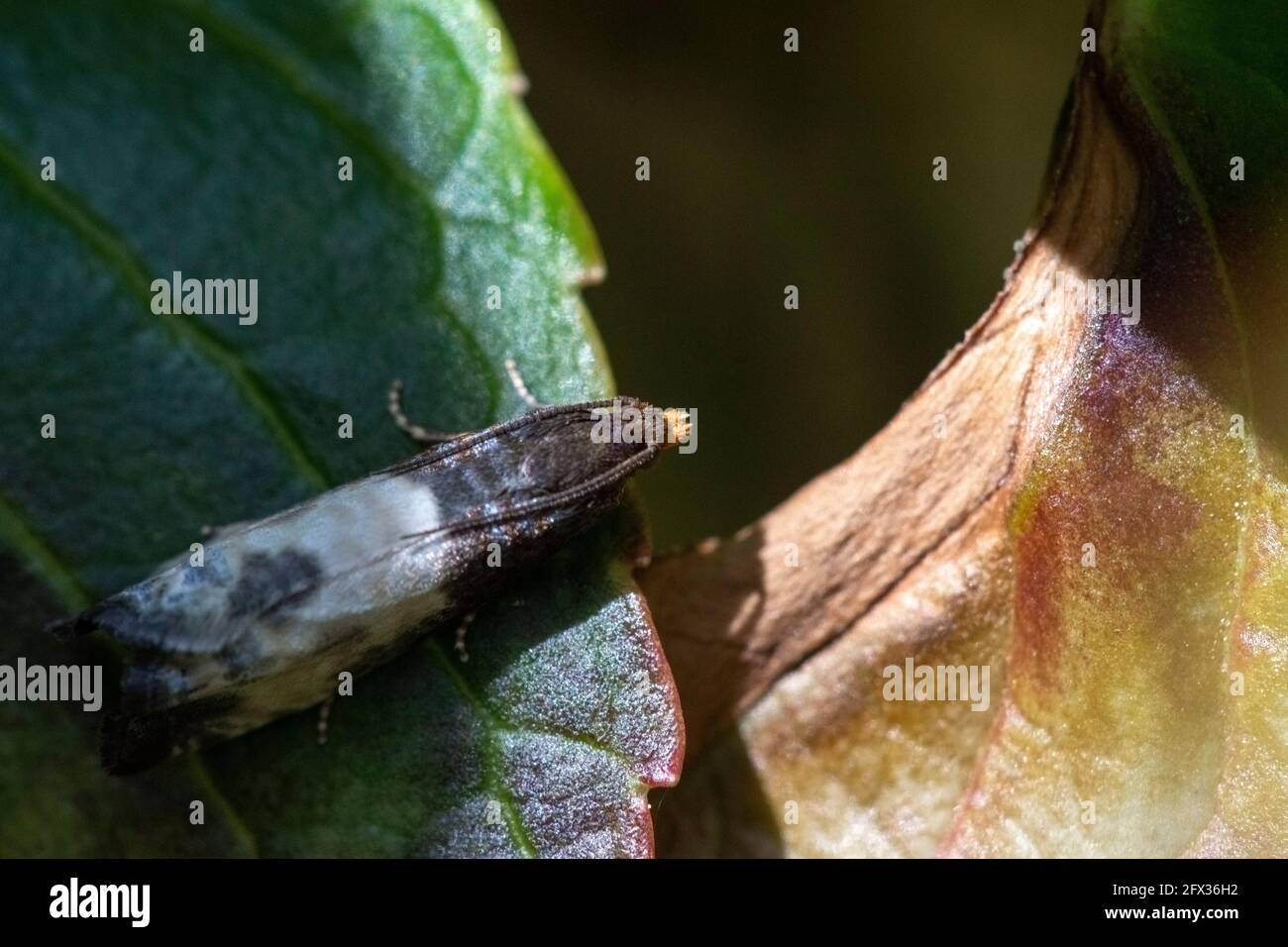 Moth life cycle hi-res stock photography and images - Alamy
