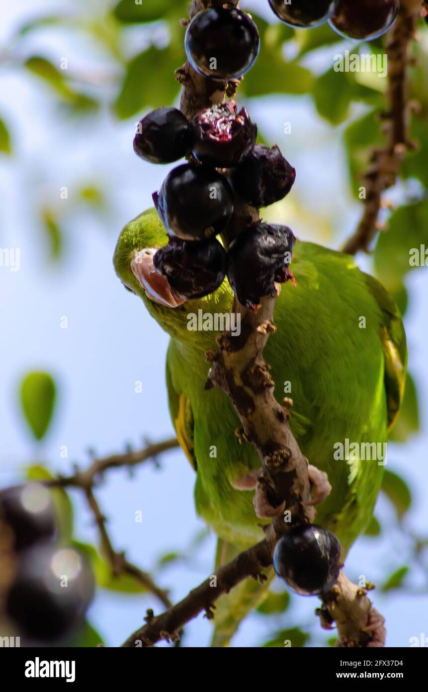 Maritaca, Brazilian bird eating jaboticaba or jaboticaba. selective ...