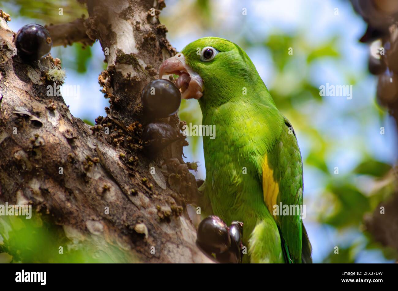Maritaca hi-res stock photography and images - Alamy