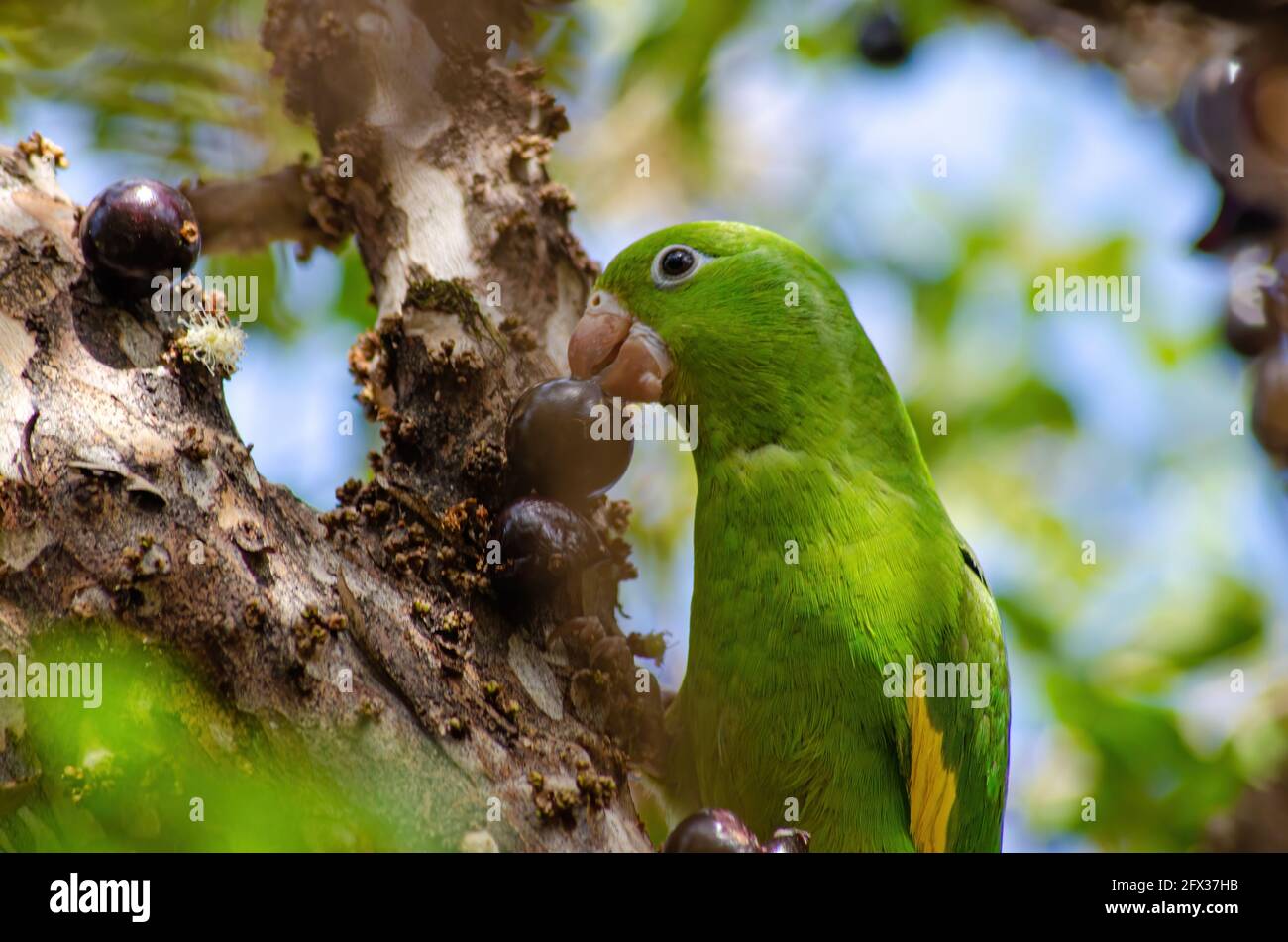 Maritaca hi-res stock photography and images - Alamy