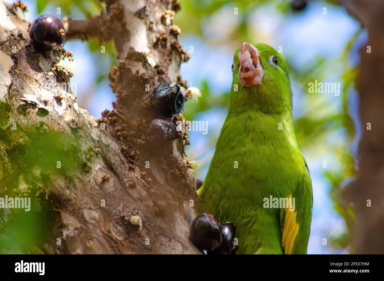 Maritaca hi-res stock photography and images - Alamy