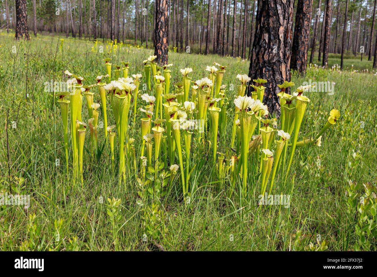 Natural Pitcher plant hybrid Sarracenia x moorei, Western Panhandle ...