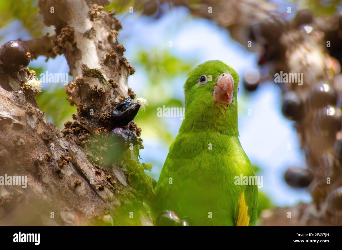 Maritaca, Brazilian bird eating jaboticaba or jaboticaba. selective ...