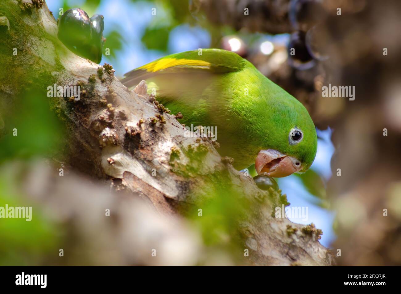 Maritaca hi-res stock photography and images - Alamy
