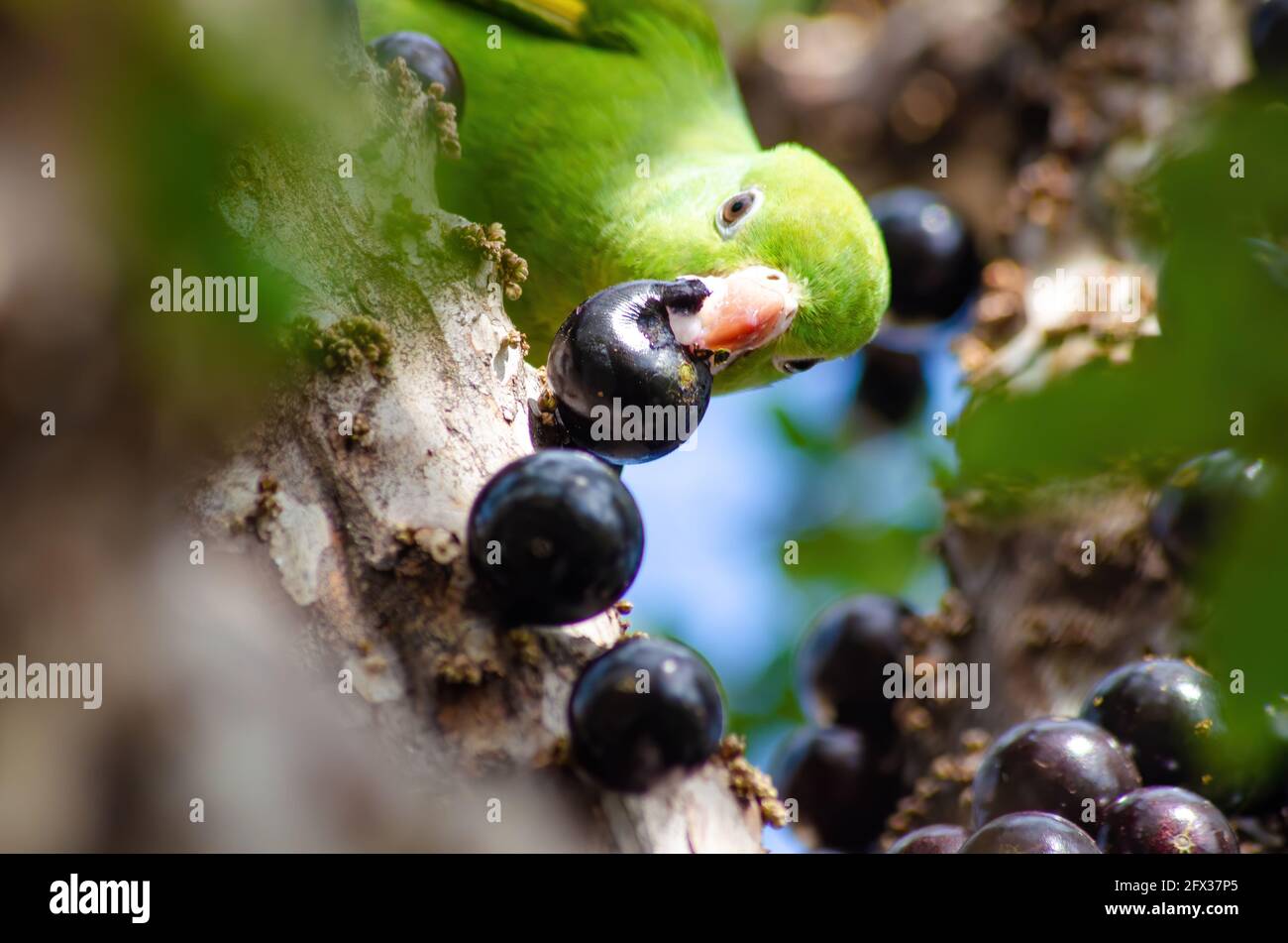 Maritaca hi-res stock photography and images - Alamy